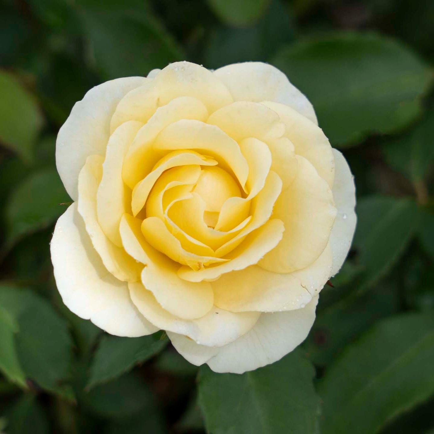 Buttercream Drift® Groundcover Rose: Soft color. Solid performance ...