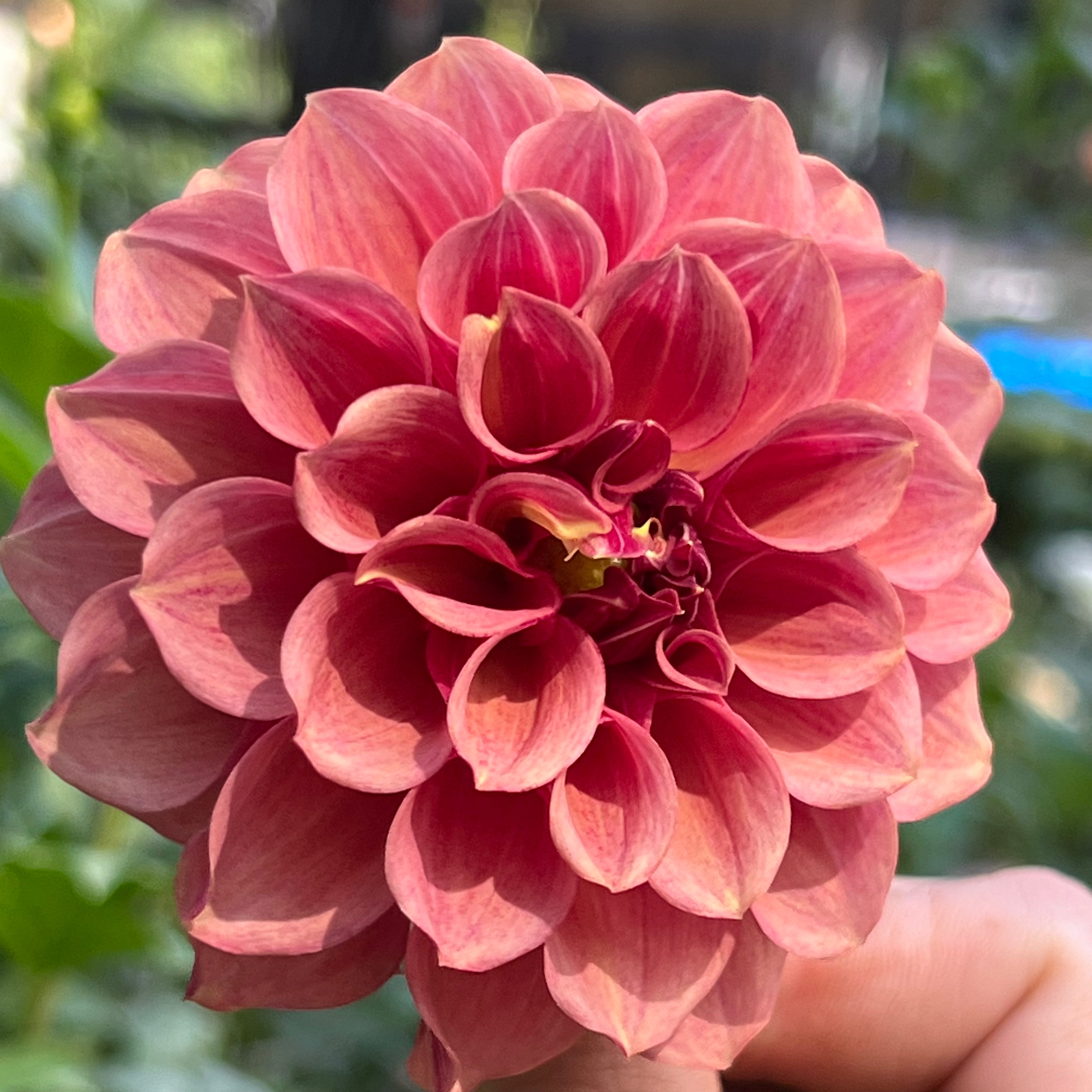 Dahlia 'Burfoot Desert Rose' – Fuirk Home