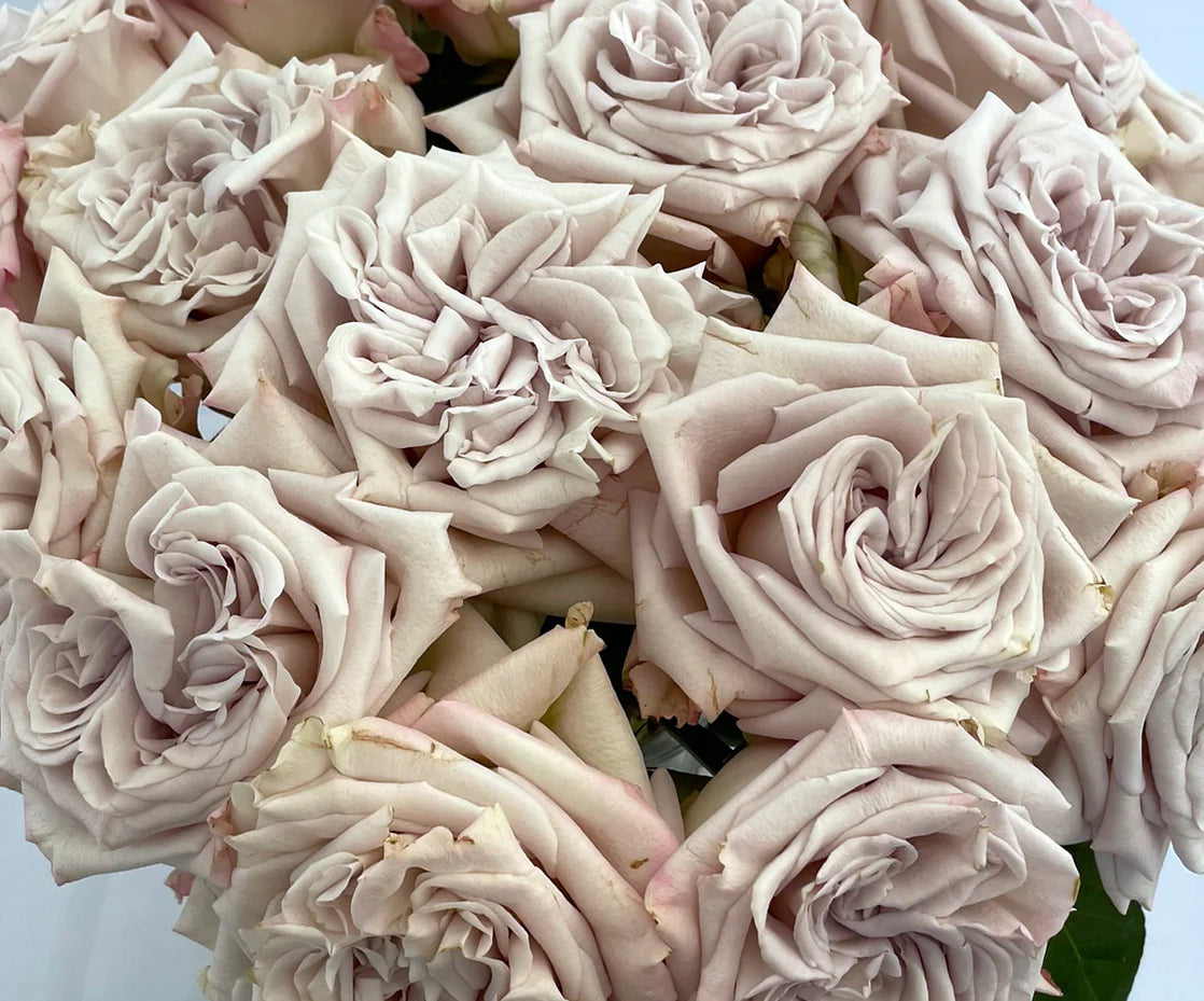 Westminster Abbey™ Garden Rose | Uncommon neutral tones with standout ...