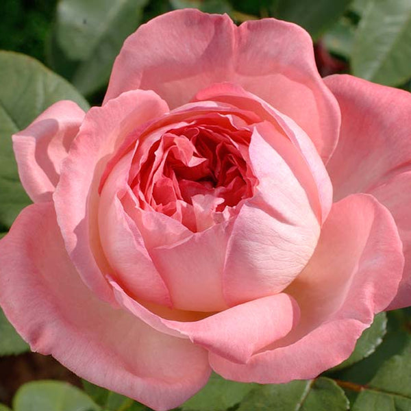 Liv Tyler® Rose Bush: Blooms with long stems & exceptional fragrance ...