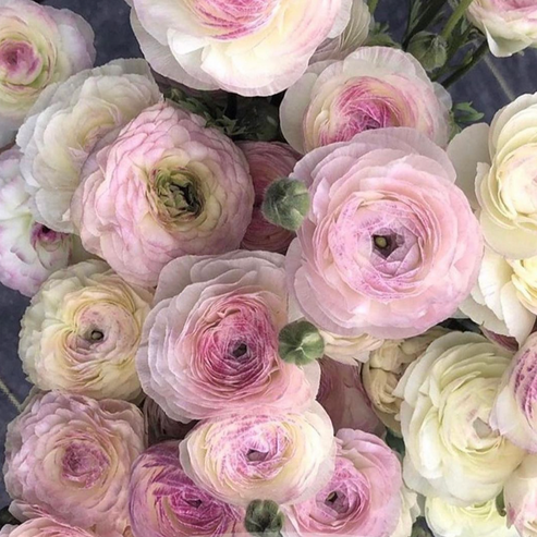 Elegance® Bianco Sfumato Ranunculus – Creamy White and Pink Pastel ...