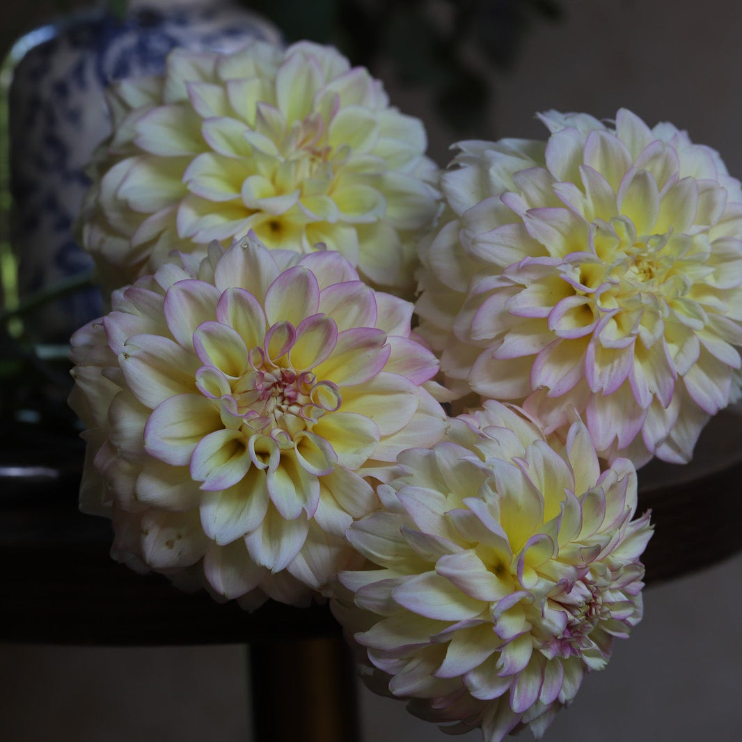 Dahlia Rooted Cuttings – Fuirk Home