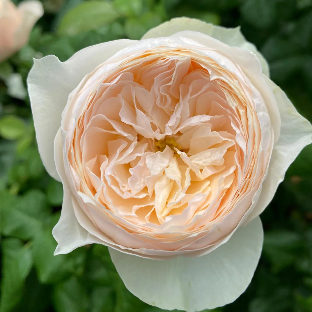 Emma Woodhouse™ Garden Rose | Creamy blush peony-style blooms – Fuirk Home