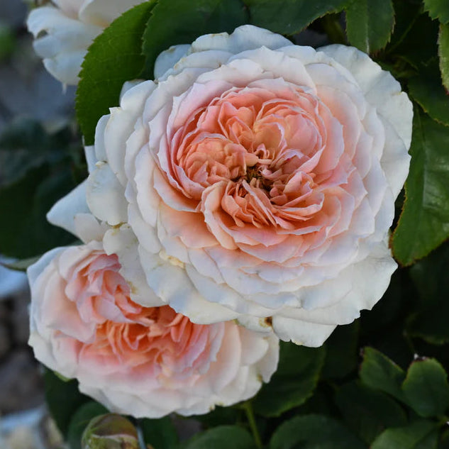 J'adore Garden Rose | A perfect florist rose to grow in your garden ...