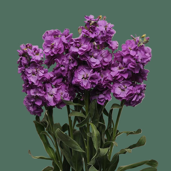 2026 Week 7 | Stock Katz Blue | 10 Pack – Fuirk Home