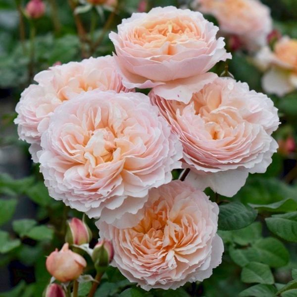 Moonlight in Paris Rose Bush | Perfect for cutting & cottage beds ...