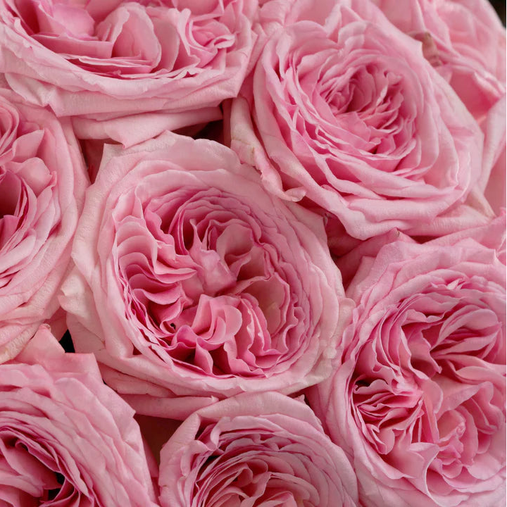 Pink O'Hara™ Garden Rose | Perfect pink rose with fragrance for days ...