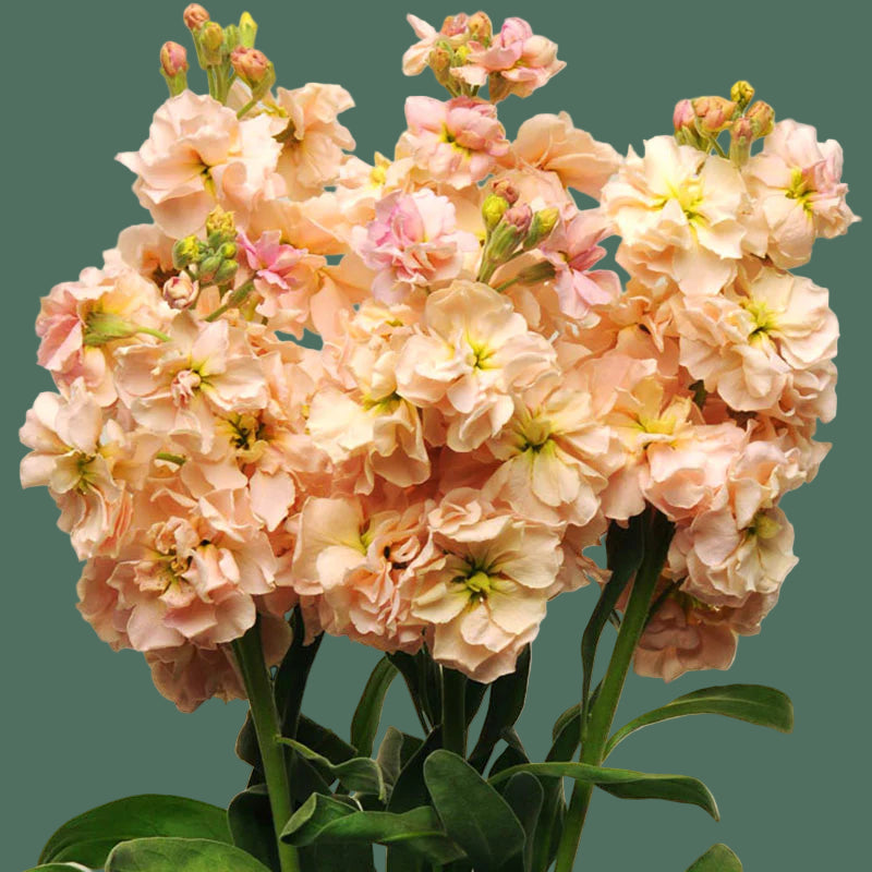 2026 Week 7 | Stock Katz Apricot | 10 Pack – Fuirk Home