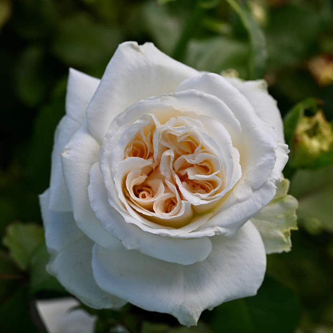 White O'Hara™ Garden Rose | Creamy white blooms with real-deal ...